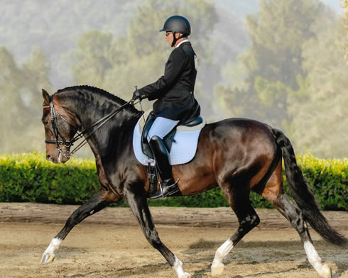 Equestrian Horse Trainers | Middle Ranch